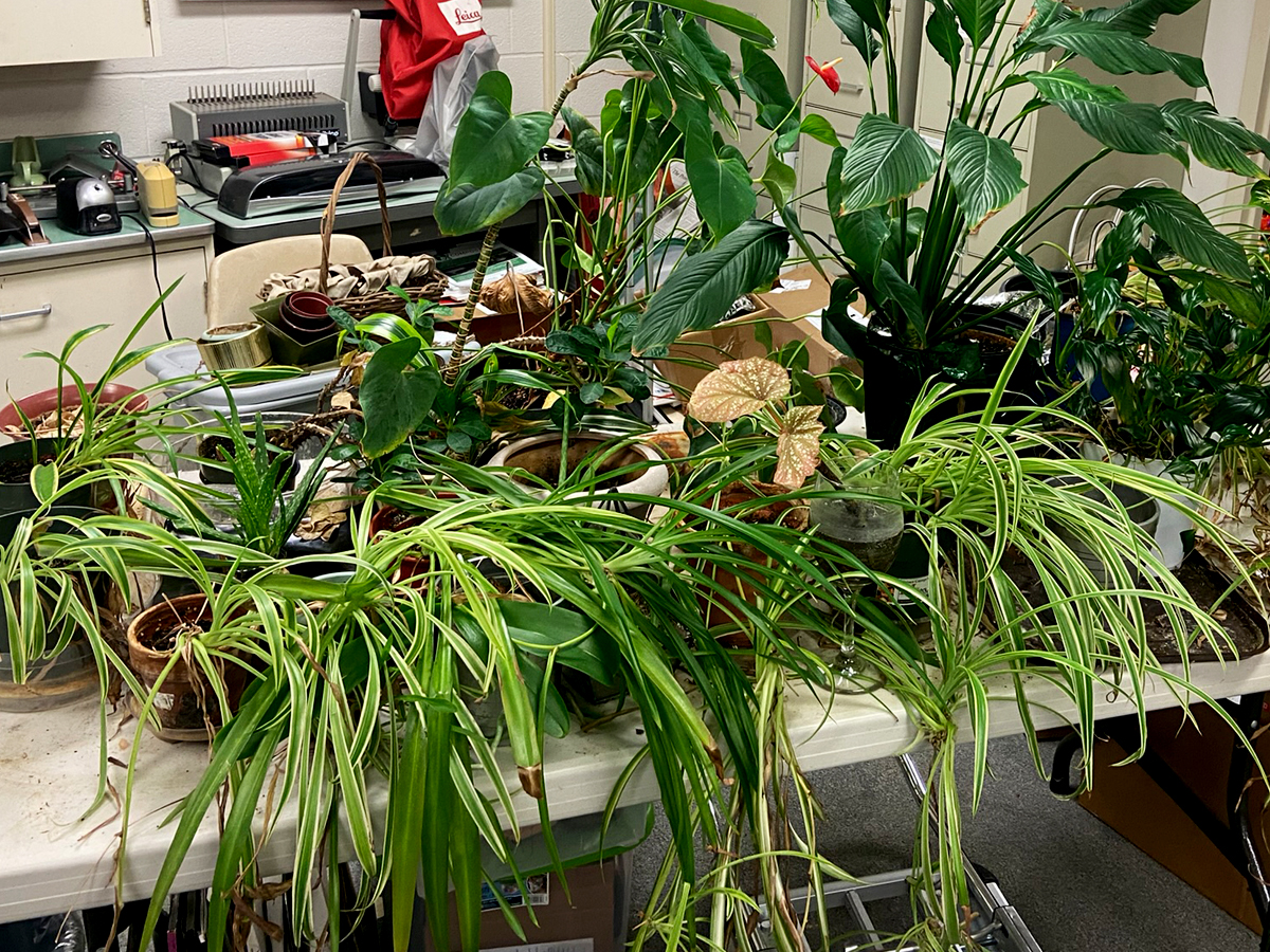 How to Propagate Spider Plants - 40 Day Living Plant Nursery & Wellness ...